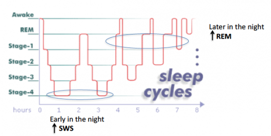 Sleep Physiology — Sleep Series Part 2 » ForeverFitScience