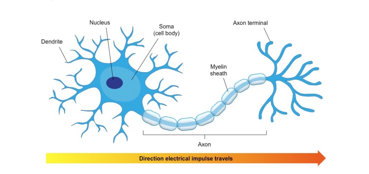 Dancing Can Reverse Aging In The Brain Foreverfitscience